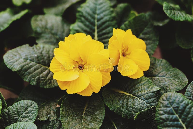 Flowers edit by lightroom stock image. Image of garden - 268250063