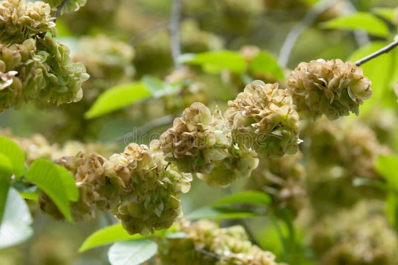 Flowers of Elms, Karagach. Elm Tree, Fruits Stock Photo - Image of ...