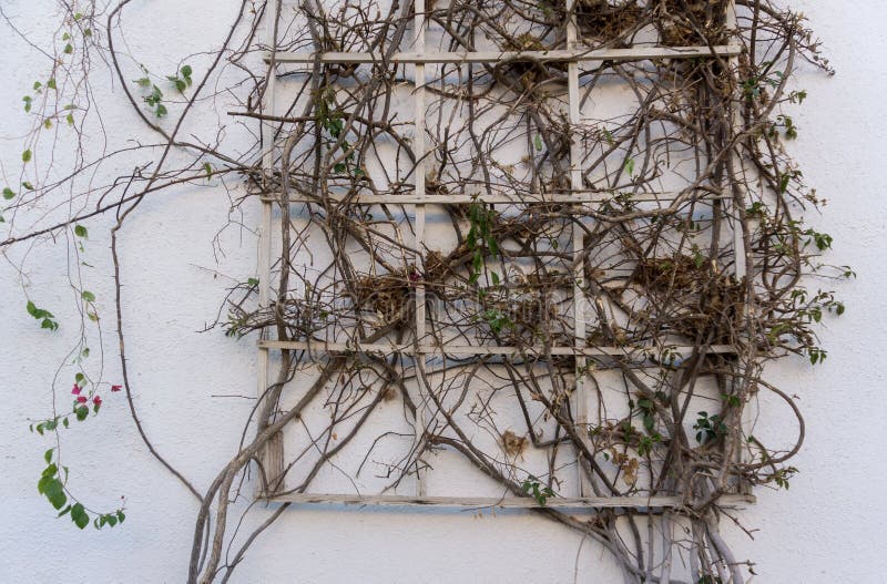 Flowers on Empty Stone Wall and Paved Street Stock Photo - Image of ...