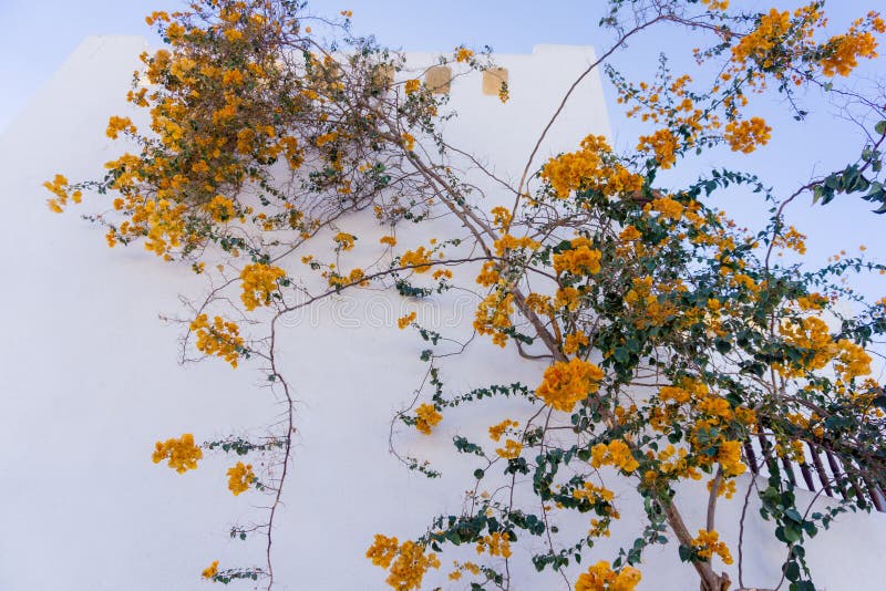 Flowers on Empty Stone Wall and Paved Street Stock Photo - Image of ...