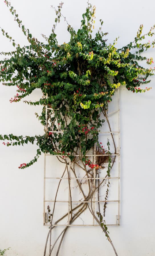 Flowers on Empty Stone Wall and Paved Street Stock Image - Image of ...