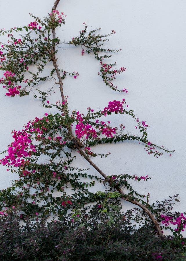 Flowers on Empty Stone Wall and Paved Street Stock Image - Image of ...