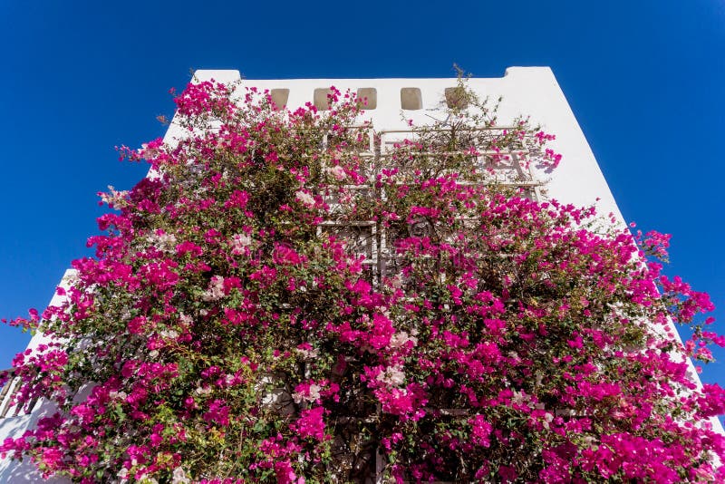 Flowers on Empty Stone Wall and Paved Street Stock Image - Image of ...