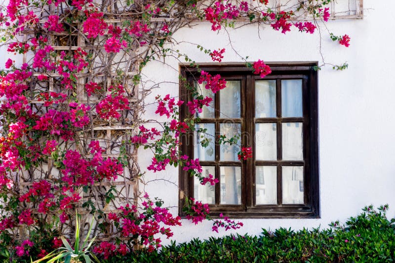 Flowers on Empty Stone Wall and Paved Street Stock Photo - Image of ...