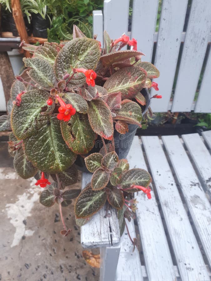 The flowers episcia stock photo. Image of episcia, leaf - 200535534