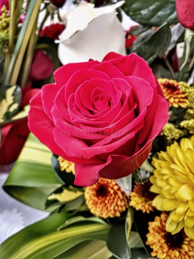 Flowers of equator stock photo. Image of world, fresh - 148254426