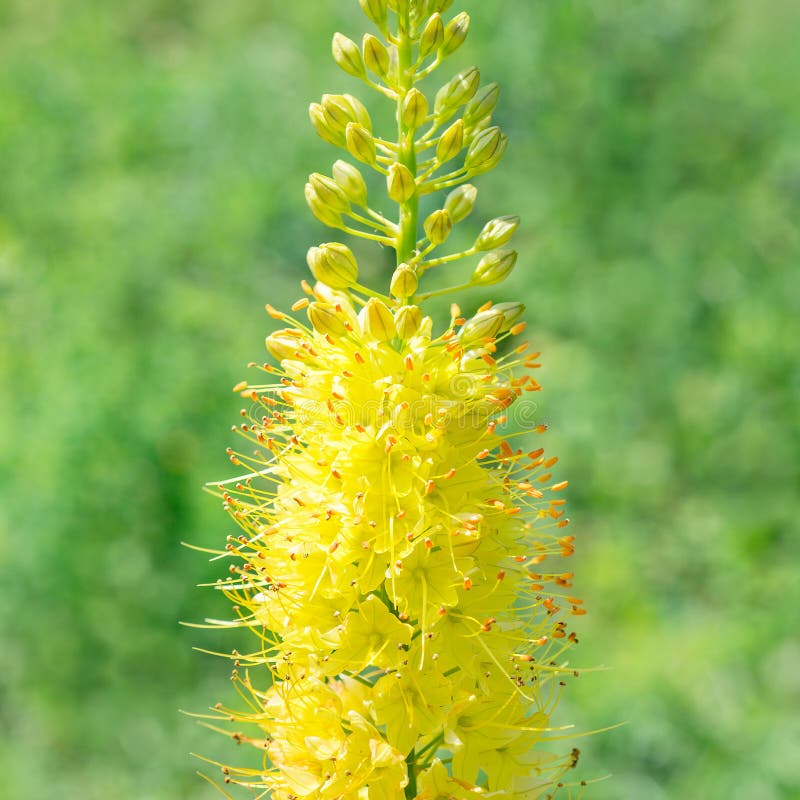 Eremurus stock photo. Image of ornamental, stalks, plants - 150509154