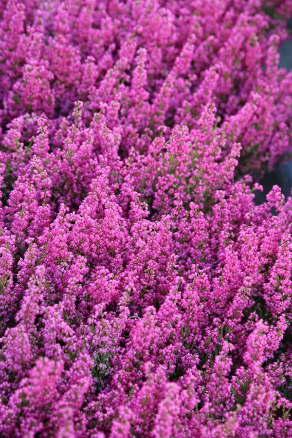 Flowers of Erica in the Garden in Spring Stock Image - Image of botany ...