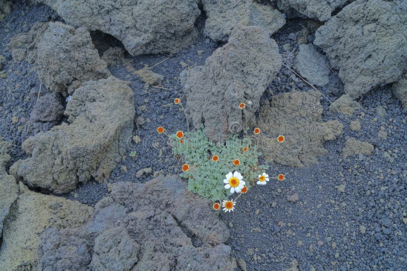 Flowers on Etna Volcano, Sicily, Italy Stock Photo - Image of outdoor ...