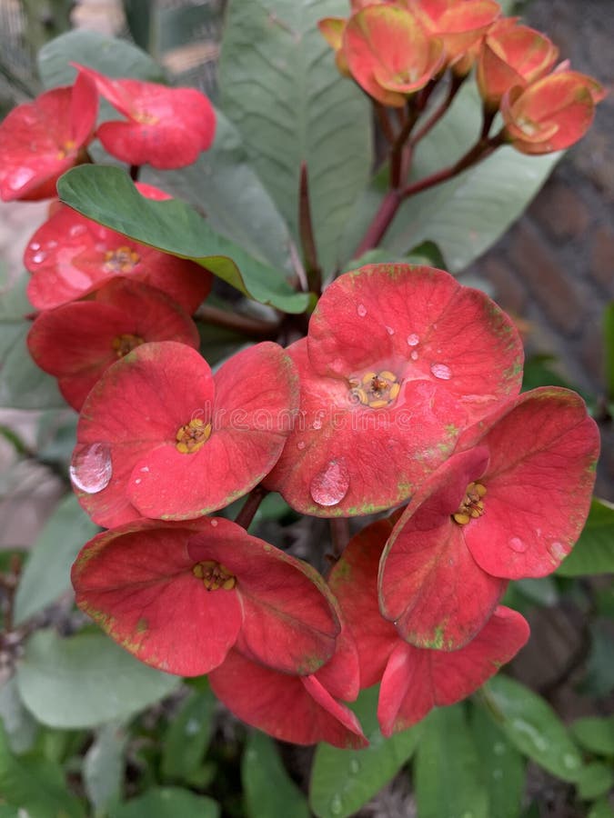 Euphorbia Flowers are so Beautiful Stock Image - Image of color, garden ...