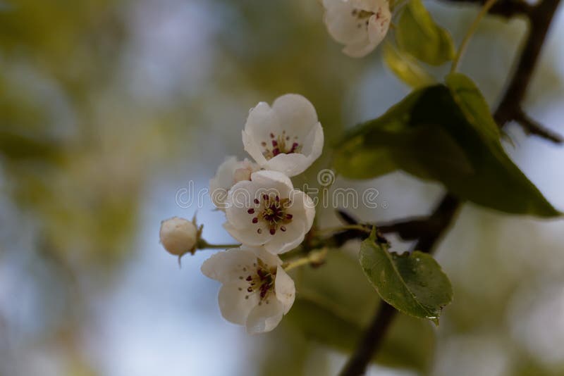Flowers of a European Wild Pear Stock Image - Image of communis, fruit ...