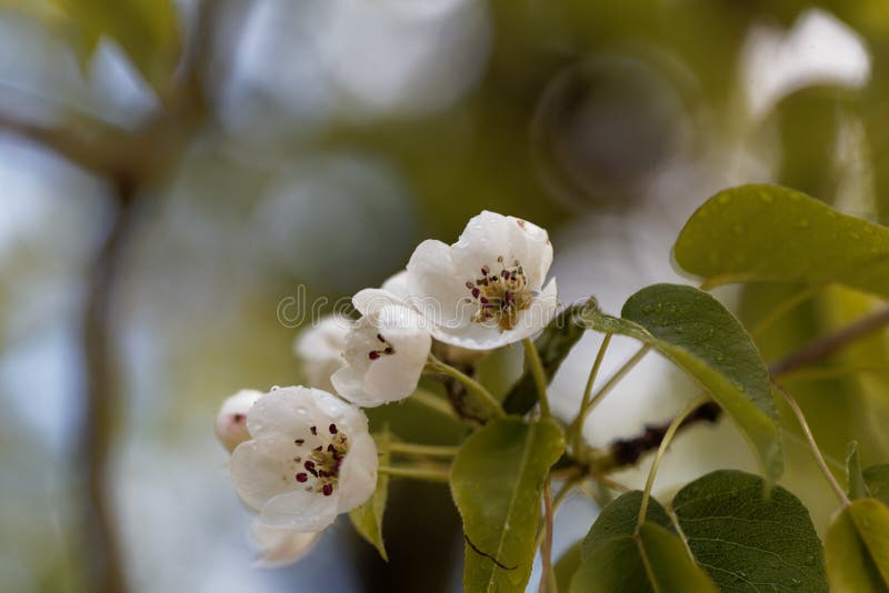 Flowers of a European Wild Pear Stock Image - Image of health, good ...