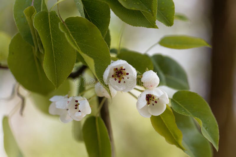 Flowers of a European Wild Pear Stock Image - Image of blossoms ...