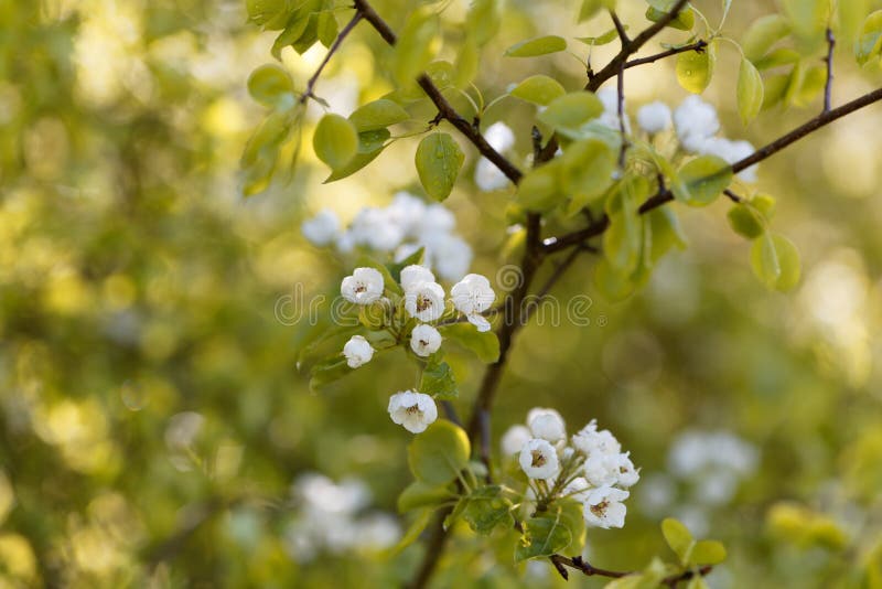 Flowers of a European Wild Pear Stock Image - Image of cultivated, leaf ...