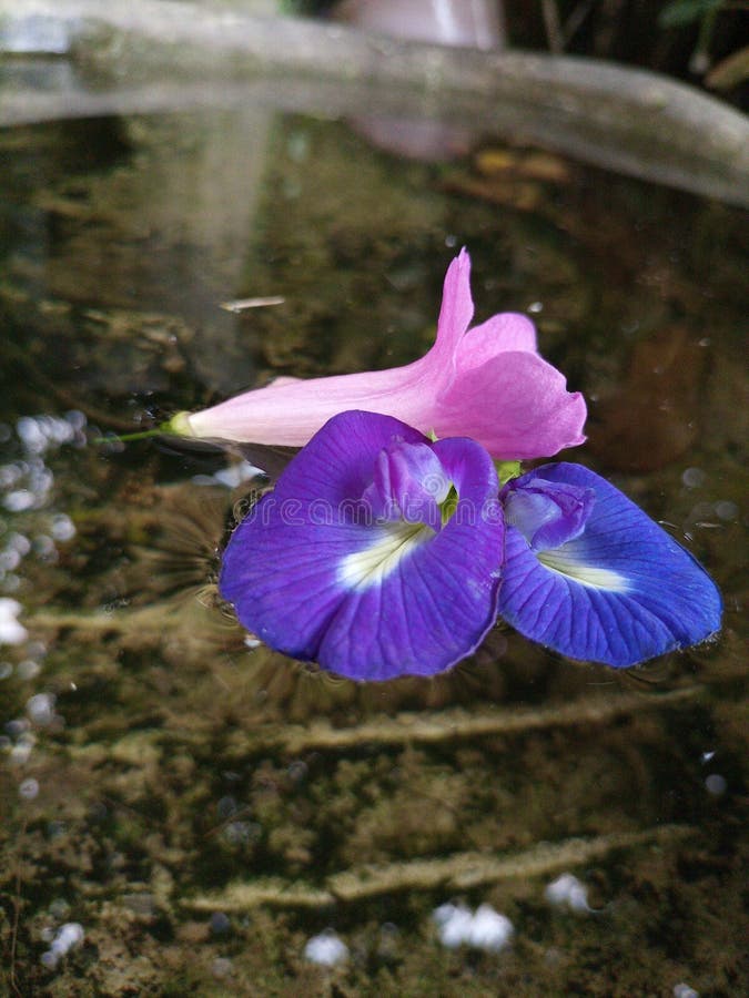 Flowers that Fall into the Water Stock Photo - Image of blue, nature ...