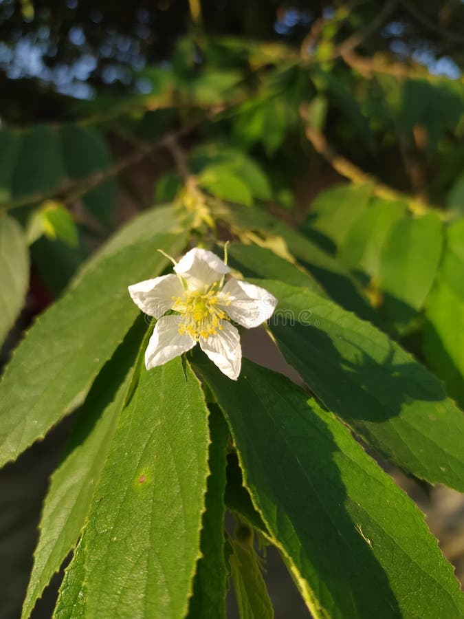 Flowers of a Fallen Cherry Tree Blown by the Wind Stock Photo - Image ...