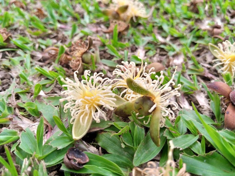 Flowers from Fallen Palm Trees and Scattered on the Grass Stock Photo ...