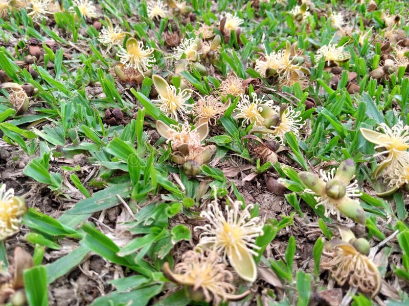 Flowers from Fallen Palm Trees and Scattered on the Grass Stock Image ...