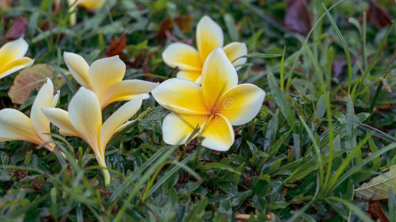 Flowers Falling in the Garden Stock Image - Image of wildflower, shrub ...