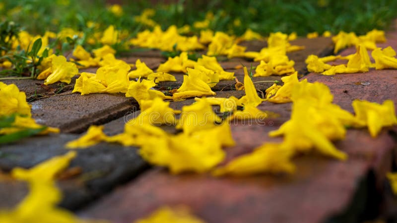 Flowers Falling in the Garden Stock Photo - Image of food, flora: 380080354