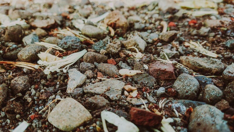Flowers Falling on the Rock Autumn Stock Image - Image of falling ...