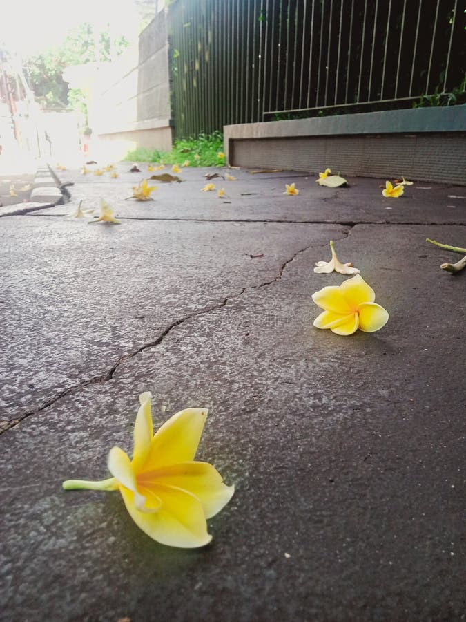 Flowers Falling on the Side of the Road Stock Photo - Image of flowers ...
