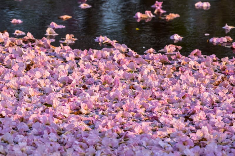 Flowers Falling on the Surface of Water Stock Image - Image of garden ...
