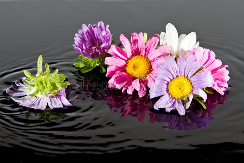 Flower Plant Water Ripple Stock Photos - Download 1,035 Royalty Free Photos