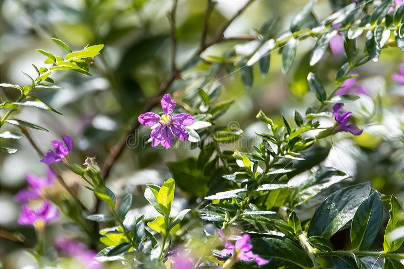 Flowers of a False Heather, Cuphea Hyssopifolia Stock Image - Image of ...