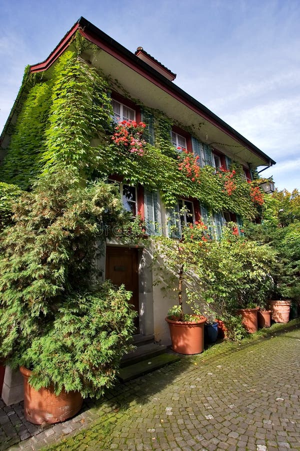 Flowers fancier stock photo. Image of life, outside, dwelling - 23681730