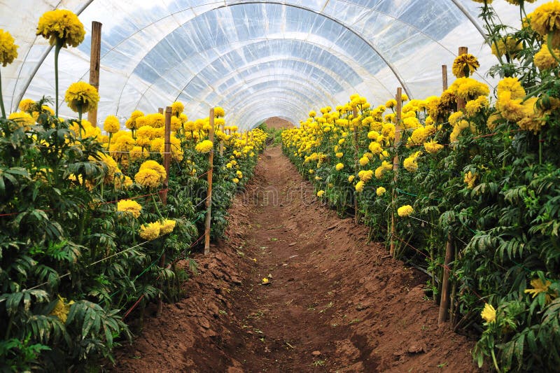 Flowers farm stock photo. Image of isolated, grass, agriculture - 14098398