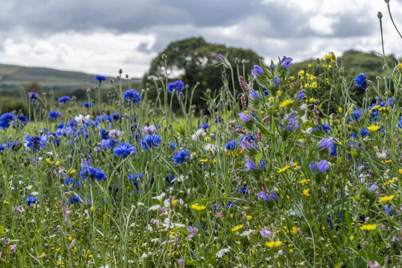 Flowers in the Field on a Cloudy Day in Ireland Stock Photo - Image of ...