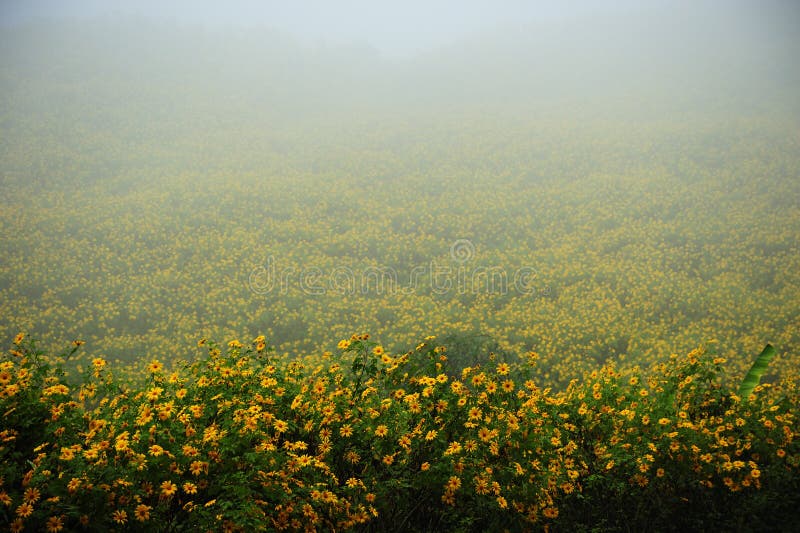 Flowers Field on Fog in the Morning Time Stock Photo - Image of plant ...