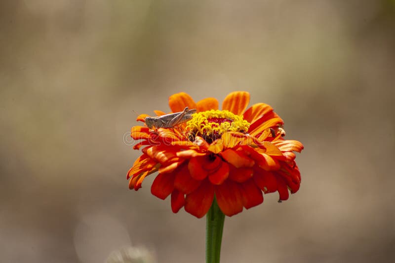 Flowers in Field in Local Park. Stock Photo - Image of garden, flora ...