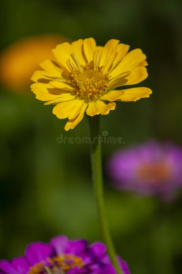 Flowers in Field in Local Park. Stock Photo - Image of closeup, poppy ...