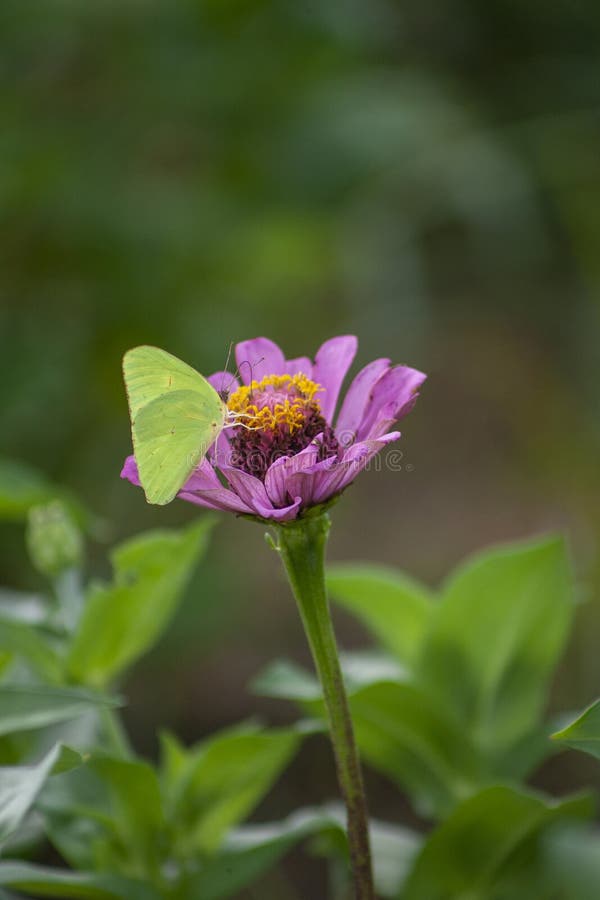 Flowers in Field in Local Park. Stock Image - Image of closeup, plant ...