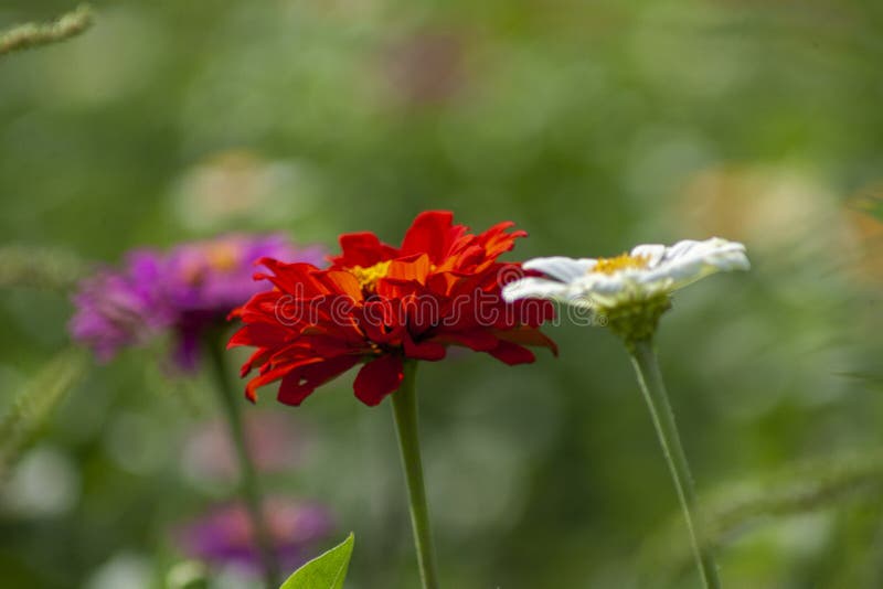 Flowers in Field in Local Park. Stock Photo - Image of blossom, bloom ...