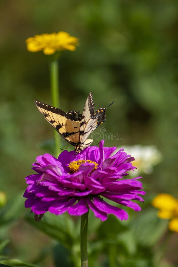 Flowers in Field in Local Park. Stock Image - Image of field, closeup ...
