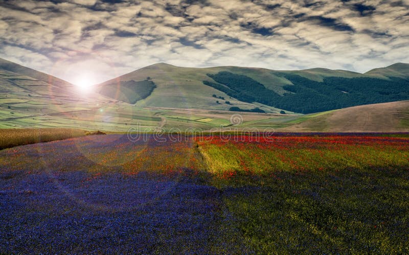 Blue Flowers Field Magic Landscape Stock Photo - Image of brilliant ...