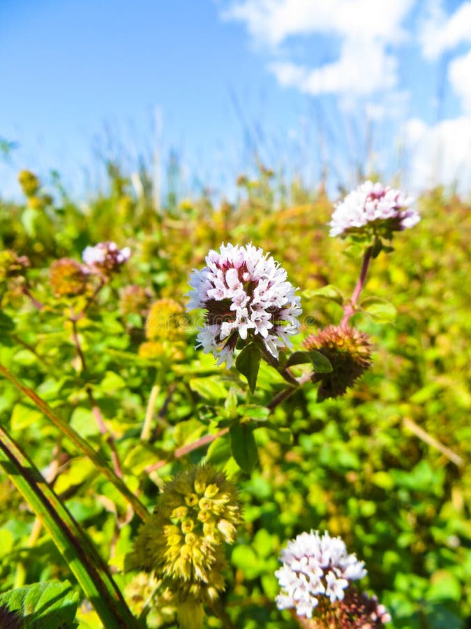 Field Mint Or Wild Mint Lat. Mentha Arvensis Stock Photo - Image of ...
