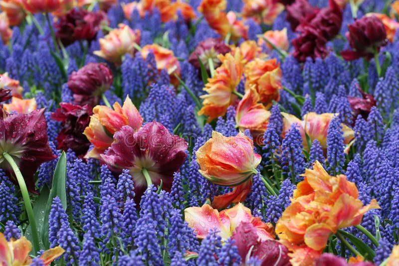 Flowers stock photo. Image of season, botany, beauty - 32186842