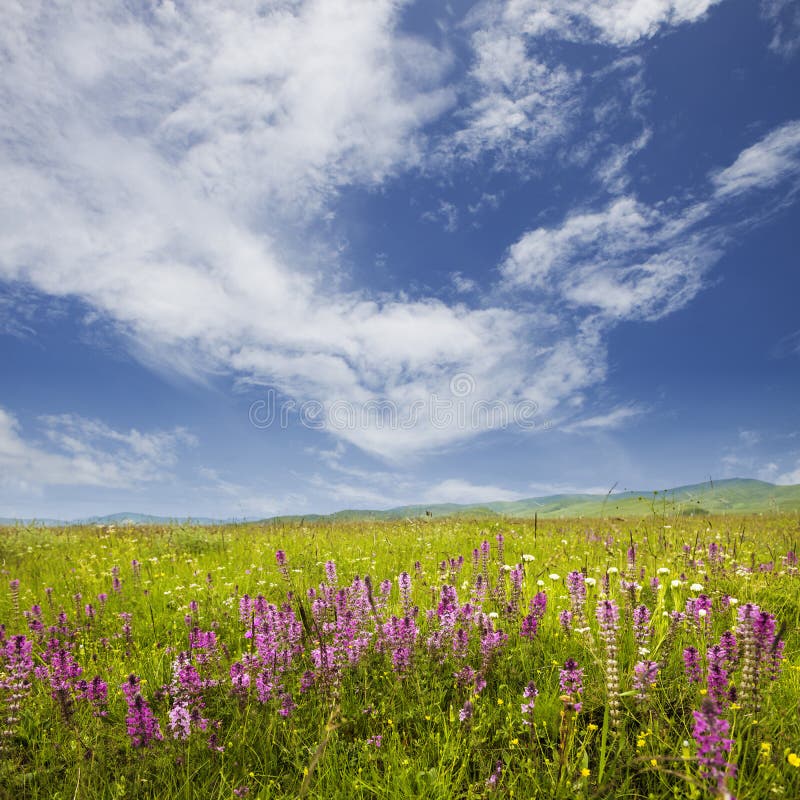 Flowers field with sky stock photo. Image of green, garden - 26567802