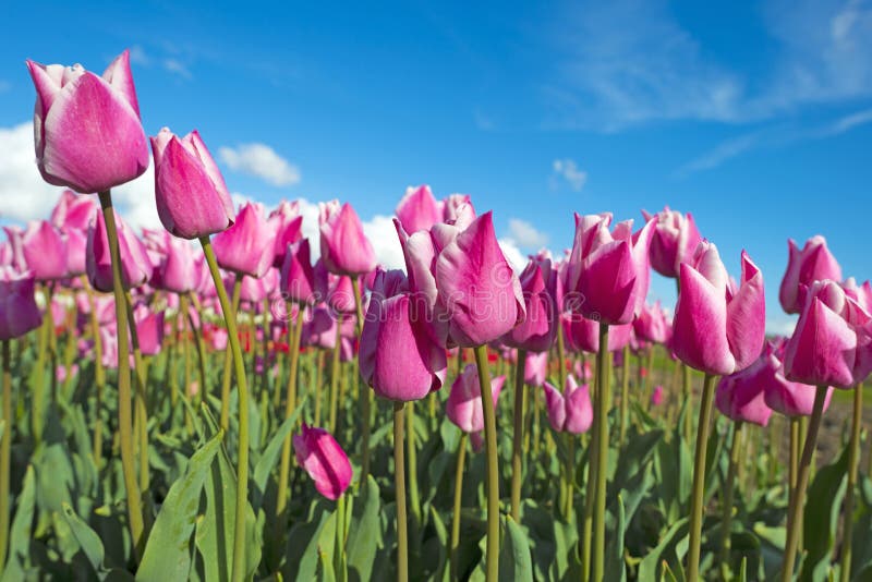 Flowers in a Field in Spring Stock Image - Image of wind, rural: 78131641