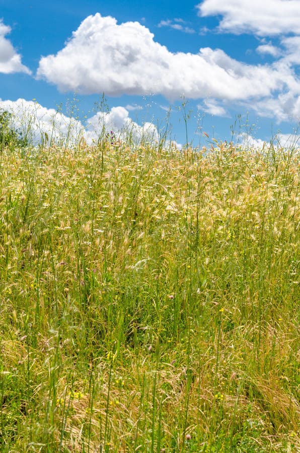 Flowers on a Field, Typical Spring Landscape Stock Image - Image of ...