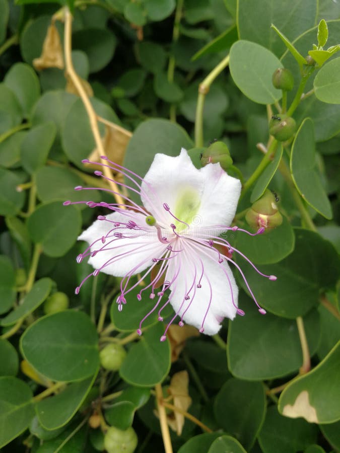 Flowers in Field are Waiting for Nature Lovers. Stock Image - Image of ...