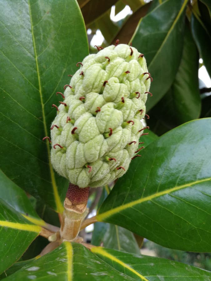 Flowers in Field are Waiting for Nature Lovers. Stock Photo - Image of ...