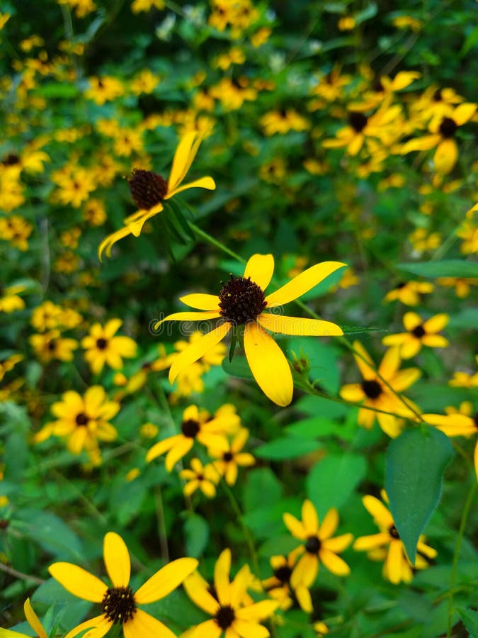 Flowers stock photo. Image of showing, yellow, flowers - 86491824