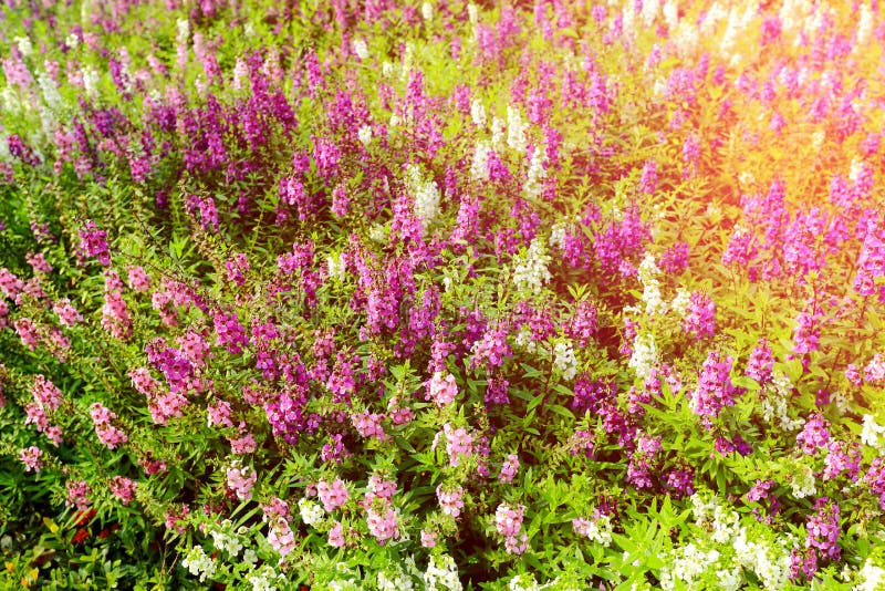 Flowers fields. stock photo. Image of beauty, fresh, bloom - 85495348