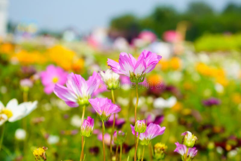 Flowers in the Fields and Meadows,pink and White Stock Image - Image of ...