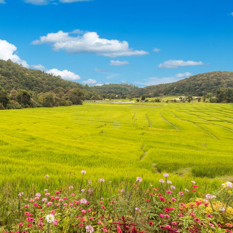 Flowers and Fields in the Mountains Stock Photo - Image of countryside ...